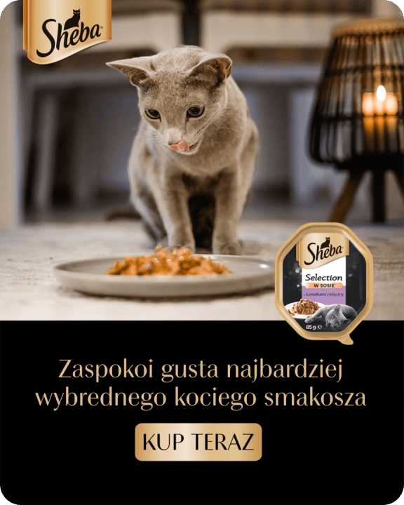 Content creation platform | Creatively Squared